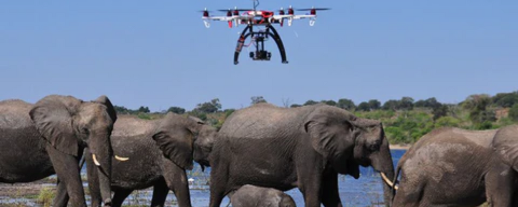 Drones in Elephant Behavior Observation – Dronesdeli