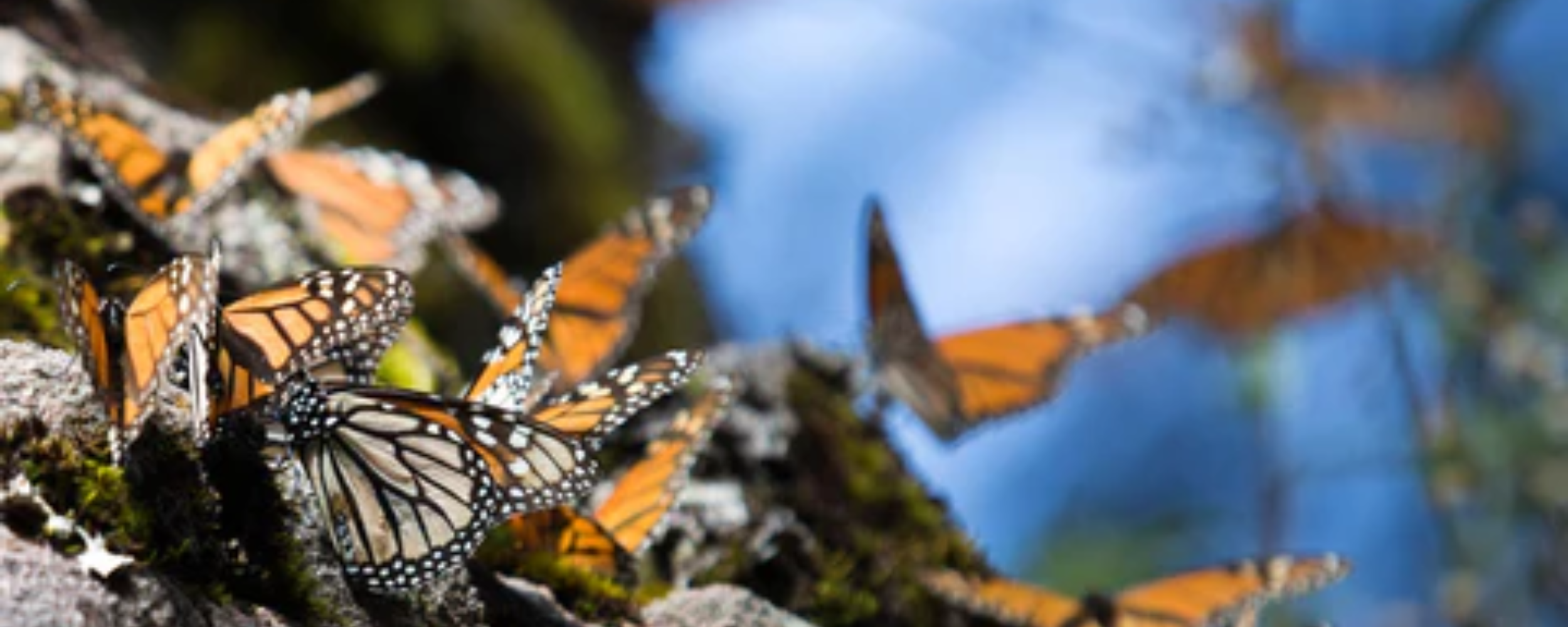 A Guide to Drones in Butterfly Migration Studies – Dronesdeli