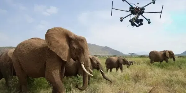 The Impact of Drones on Wildlife Conservation – Dronesdeli