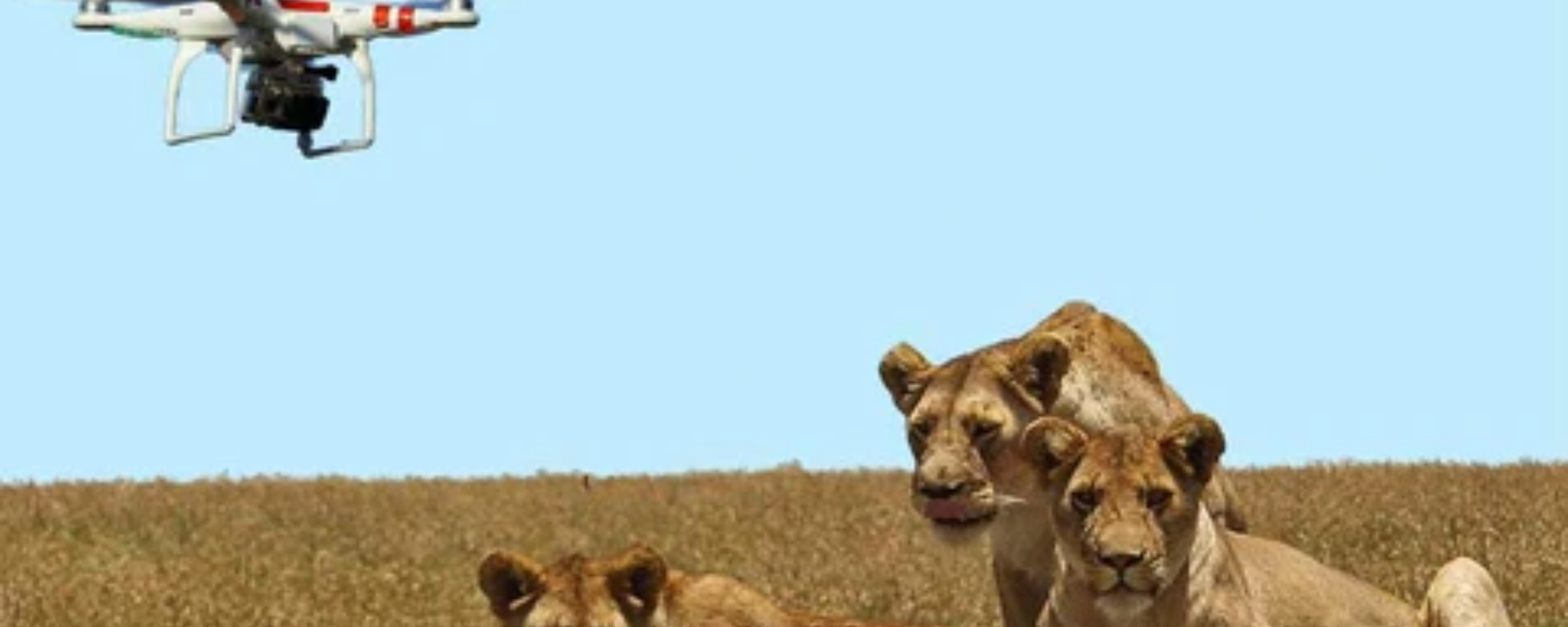 The Benefits of Drones in Lion Population Surveys – Dronesdeli