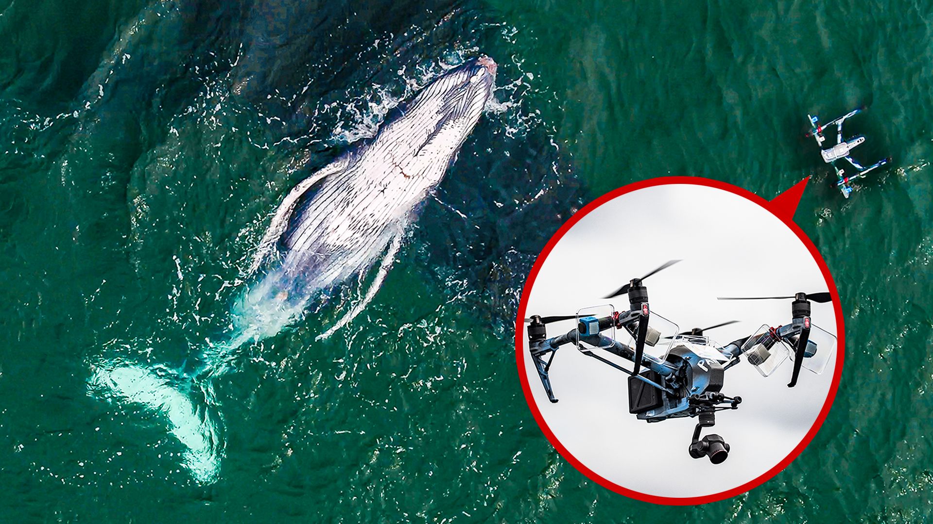 The Role of Drones in Whale Behavior Studies – Dronesdeli